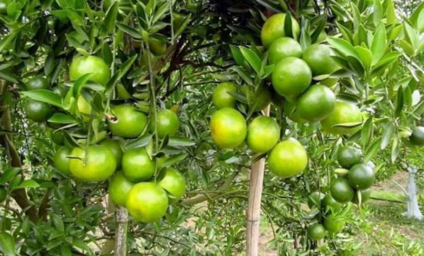 What’s the Difference Between Dalandan and Dalanghita?